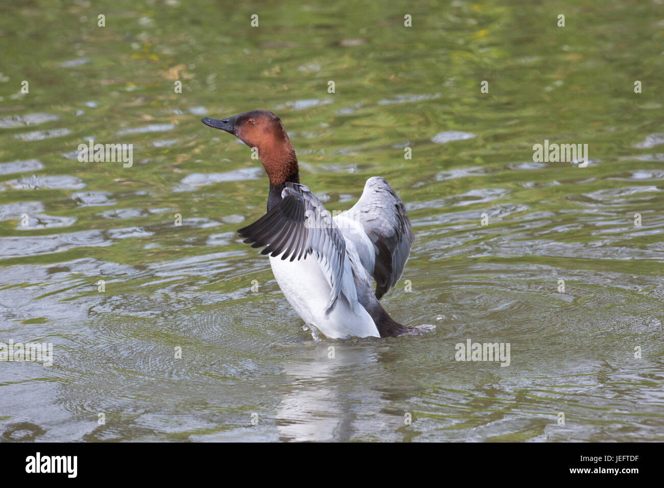 Canvasback Aytha valisineria. Male or Drake. Wing stretching. North ...