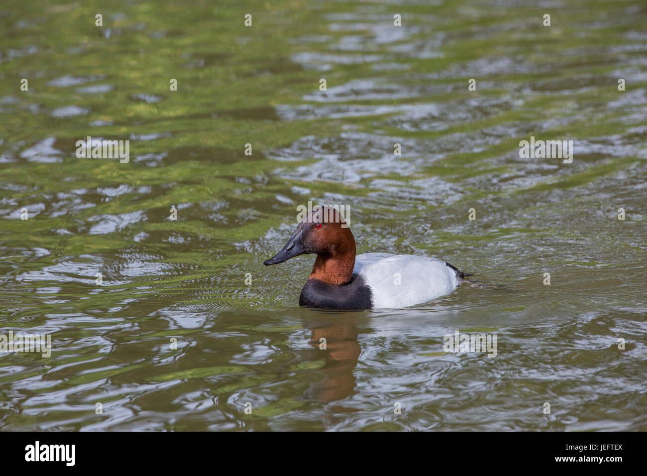 Canvasback Aythya valisineria. Male or drake. North American diving ...