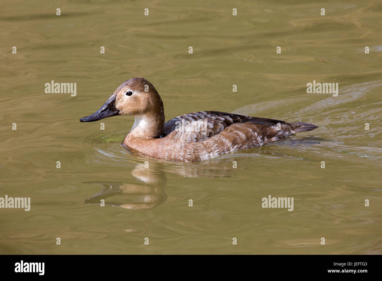 Canvasback Aythya valisineria. Duck, or female. North American diving ...