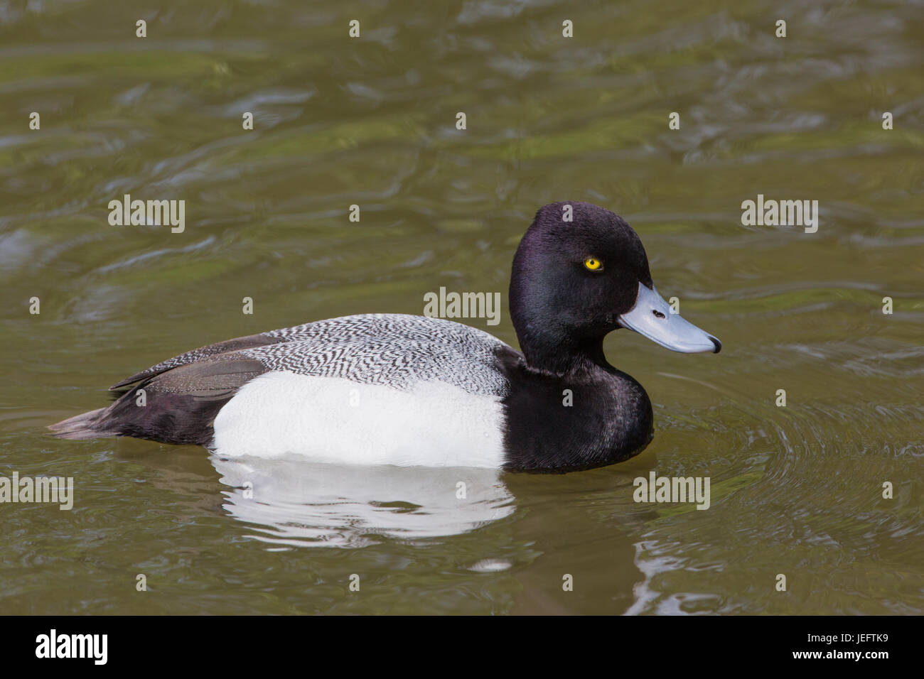 Pacific Greater Scaup, Blue-bill or Broad-bill Aythya marila mariloides ...