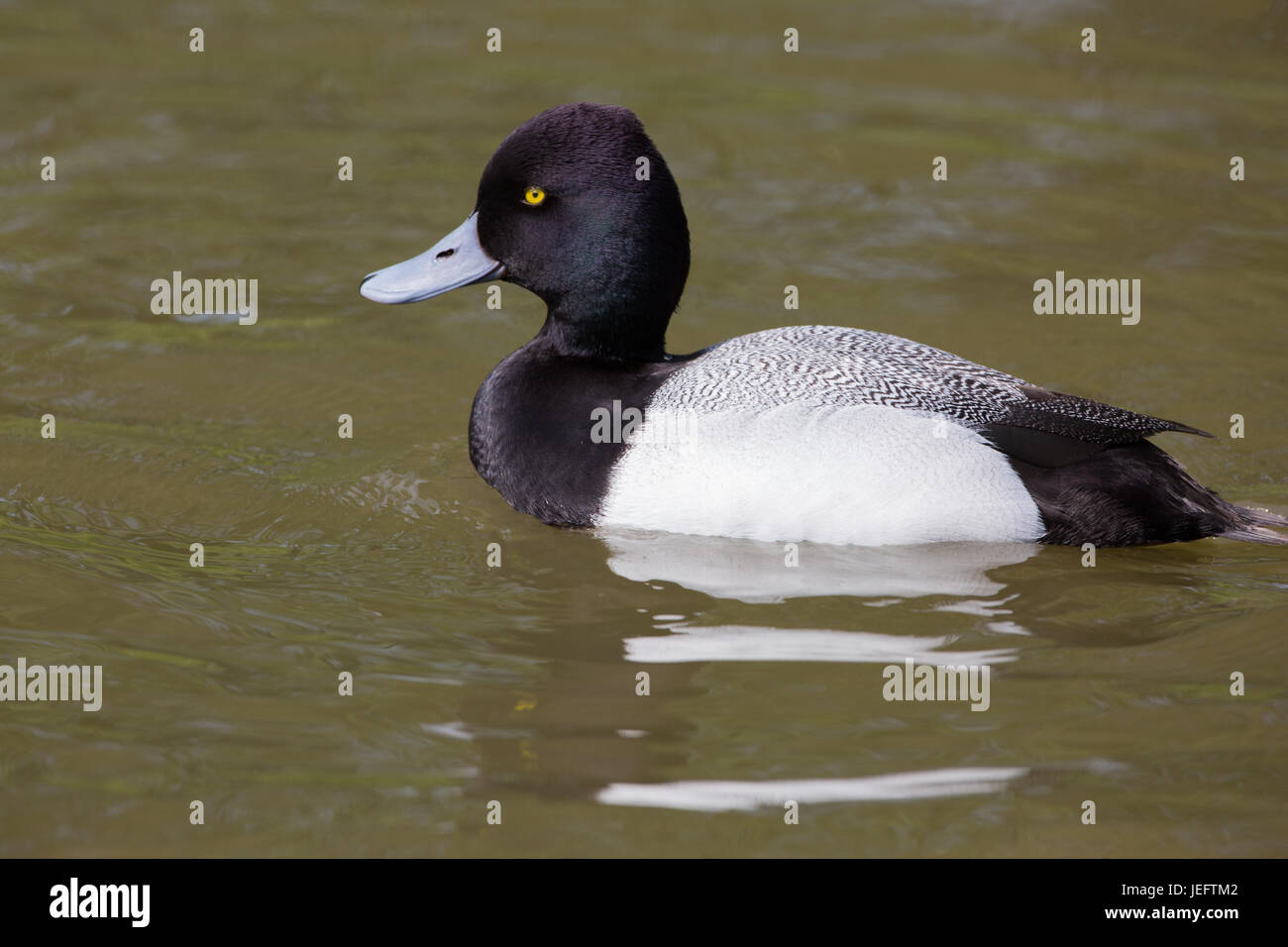 Pacific Greater Scaup, Blue-bill or Broad-bill Aythya marila mariloides ...