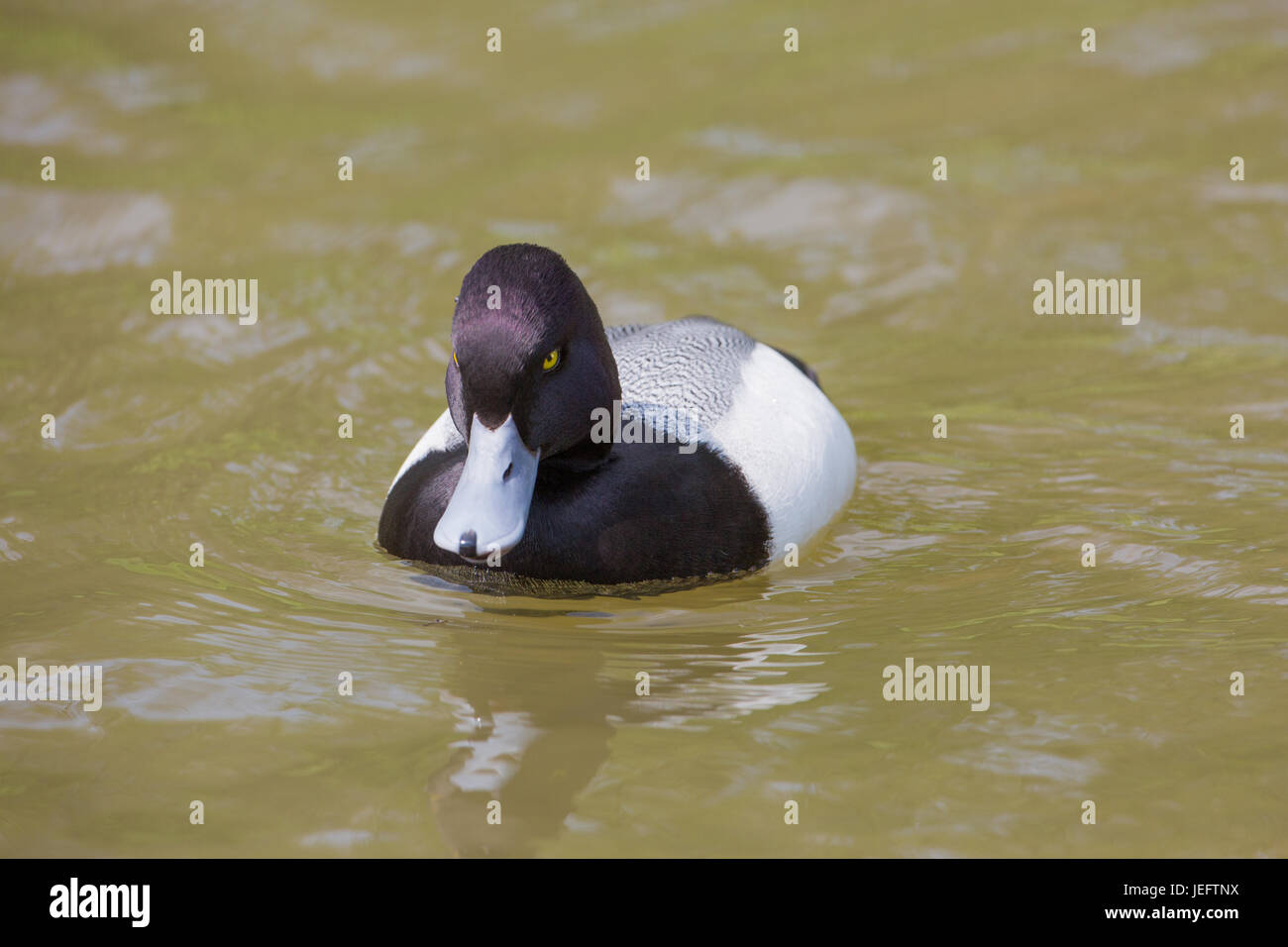 Mariloides hi-res stock photography and images - Alamy