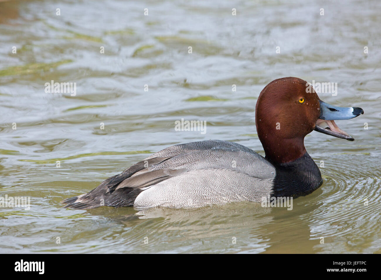Redhead Aythya americana. Adult male or drake, in breeding plumage. A ...