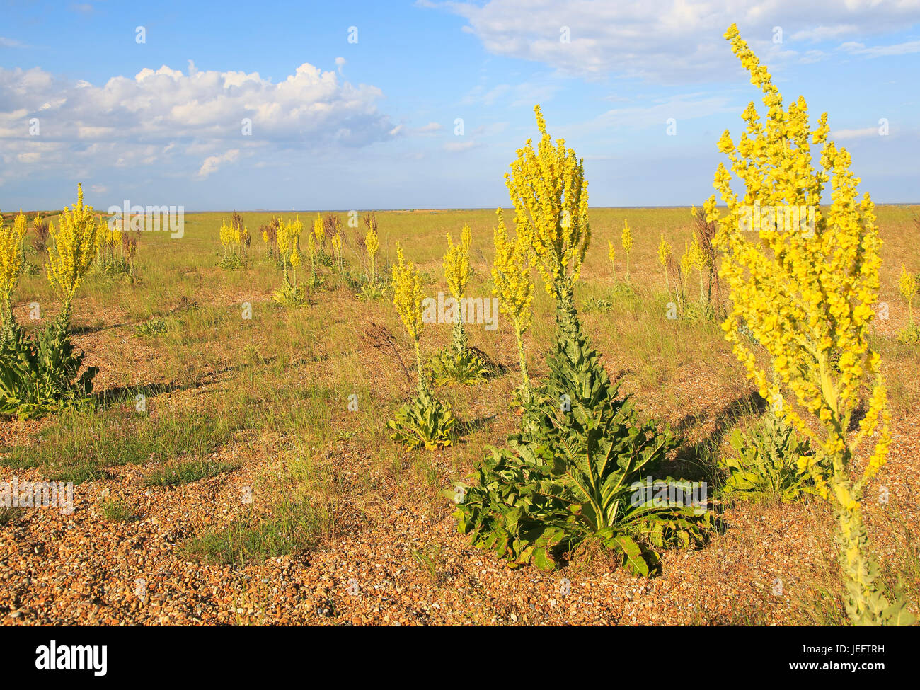 Yellow flowers of great mullein plant, Verbascum thapsus, Shingle ...