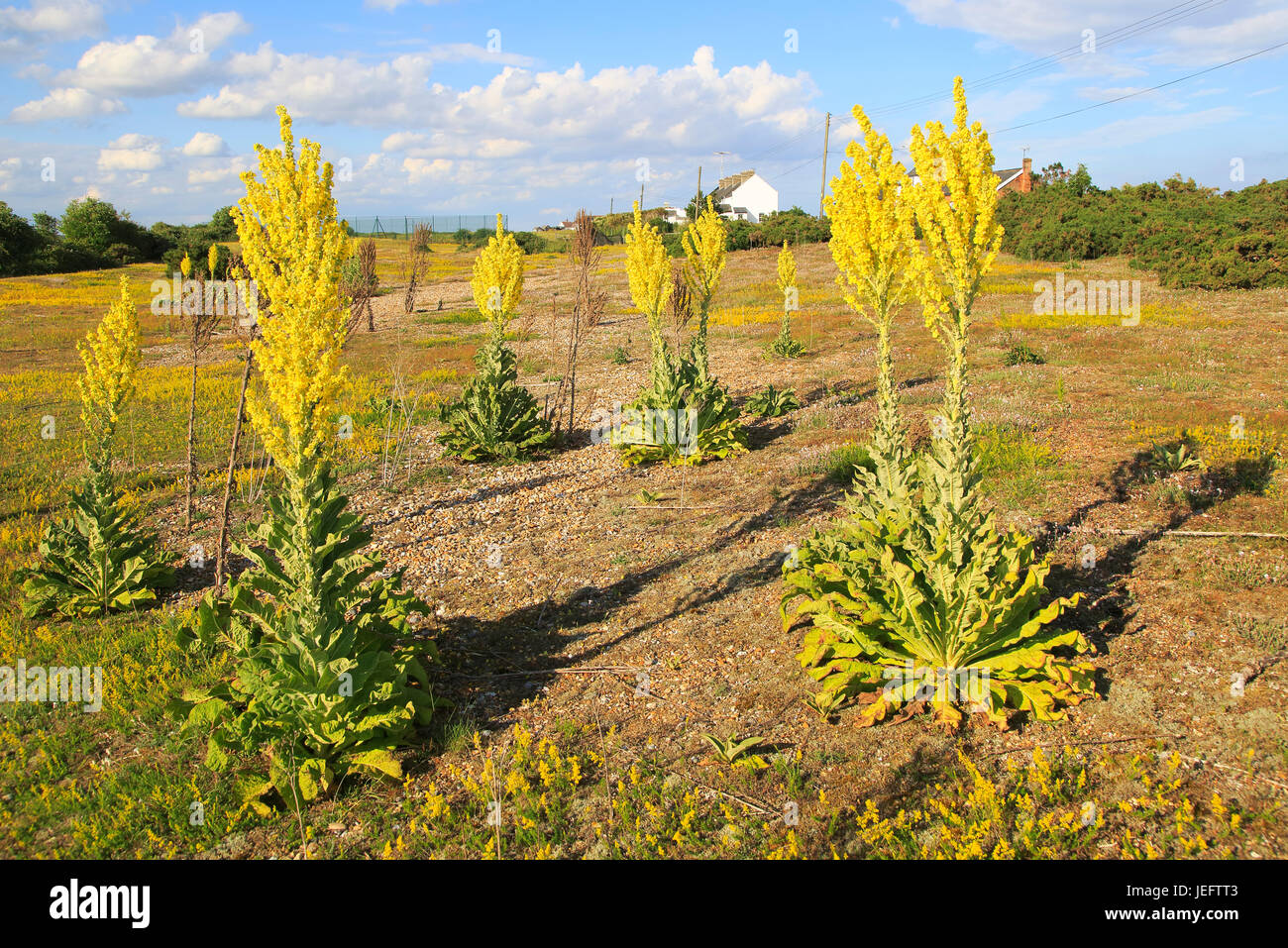 Yellow flowers of great mullein plant, Verbascum thapsus, Shingle ...