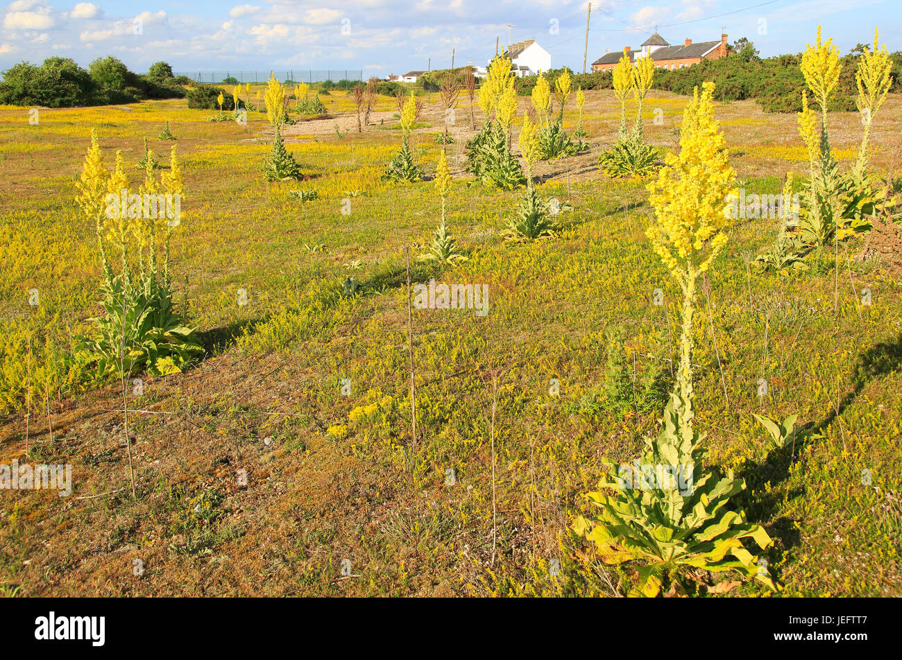 Yellow flowers of great mullein plant, Verbascum thapsus, Shingle ...