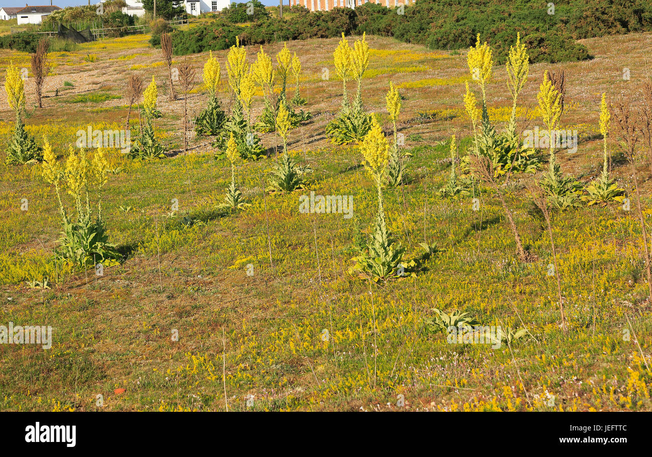 Yellow flowers of great mullein plant, Verbascum thapsus, Shingle ...
