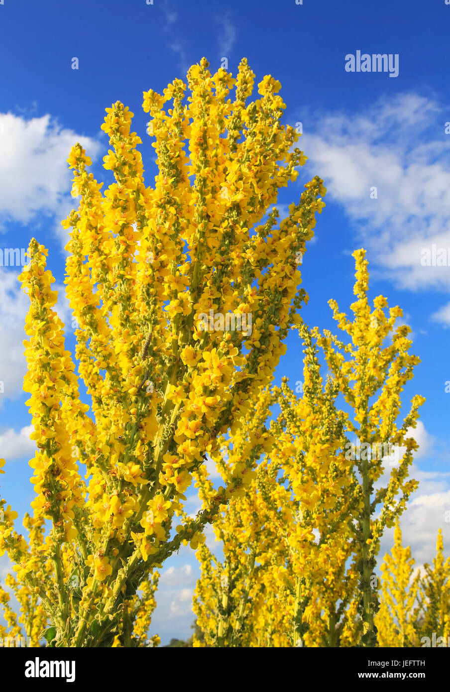 Yellow flowers of great mullein plant, Verbascum thapsus, Shingle ...