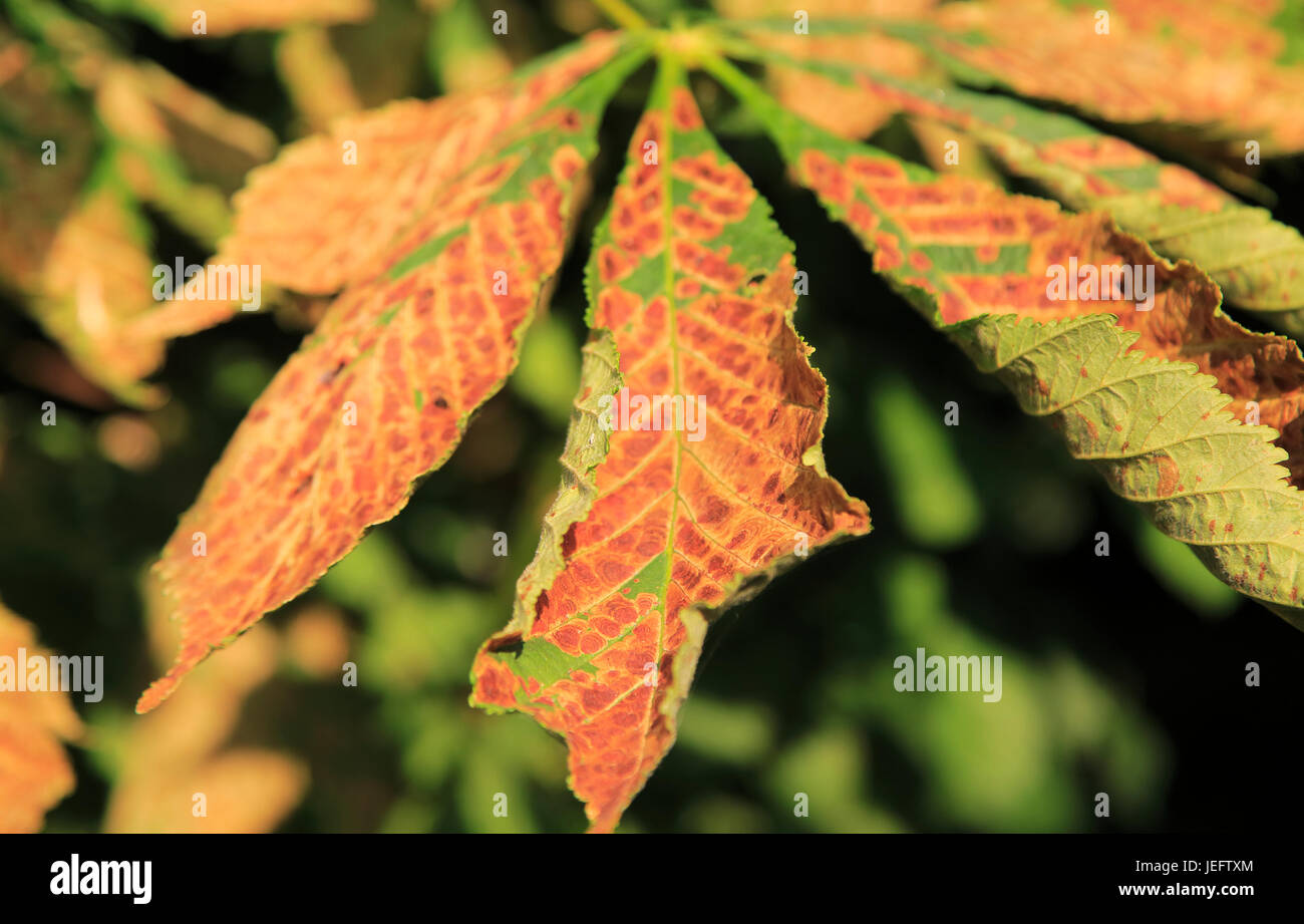 Horse chestnut tree, Aesculus hippocastanum, Suffolk, England UK leaf ...