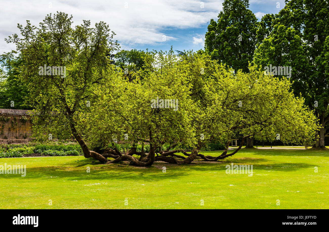 Sprawling Woods High Resolution Stock Photography and Images - Alamy