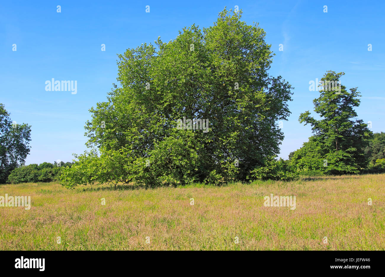 Field summer blue sky hi-res stock photography and images - Alamy