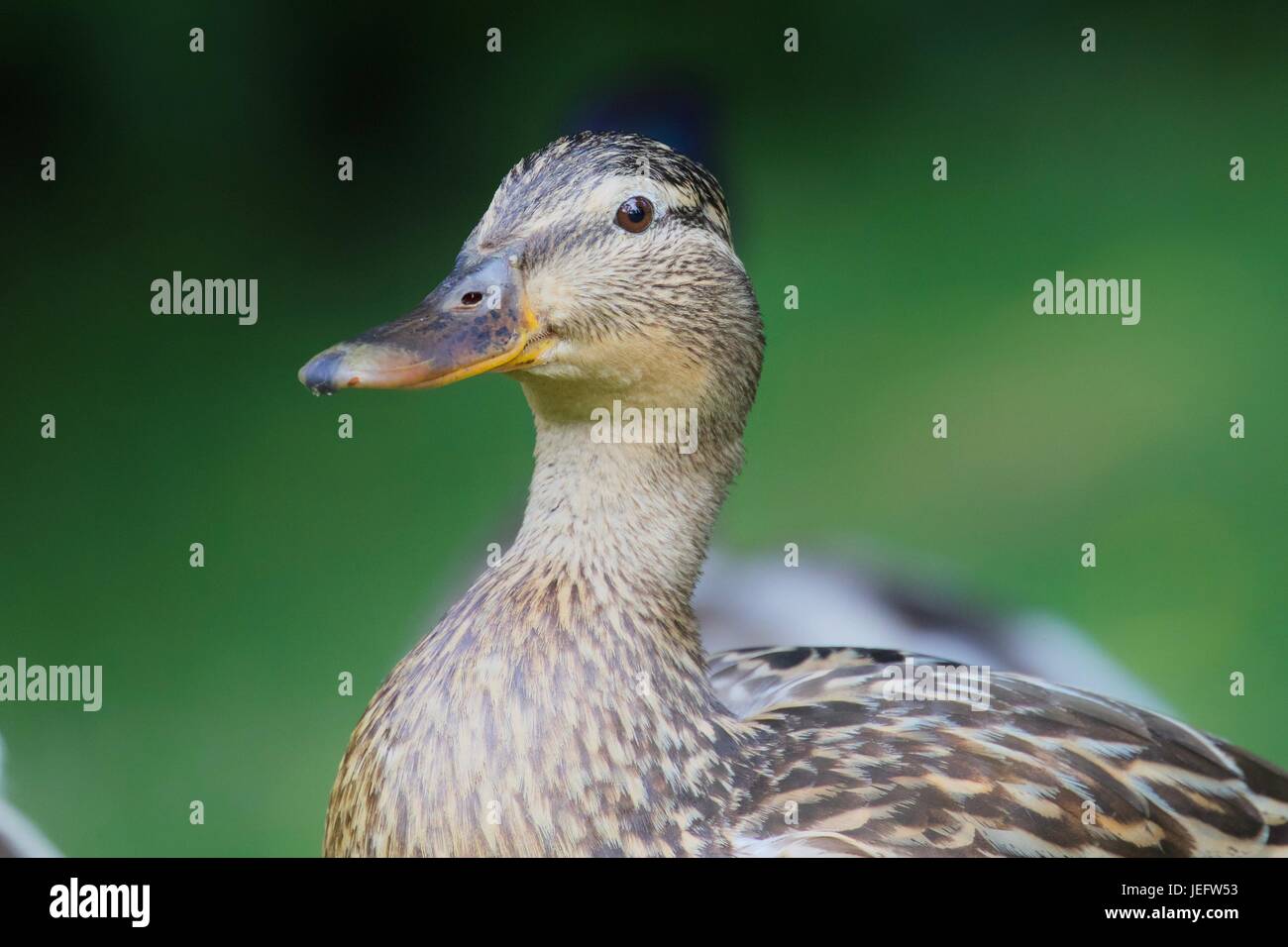 Colourful portraits hi-res stock photography and images - Alamy