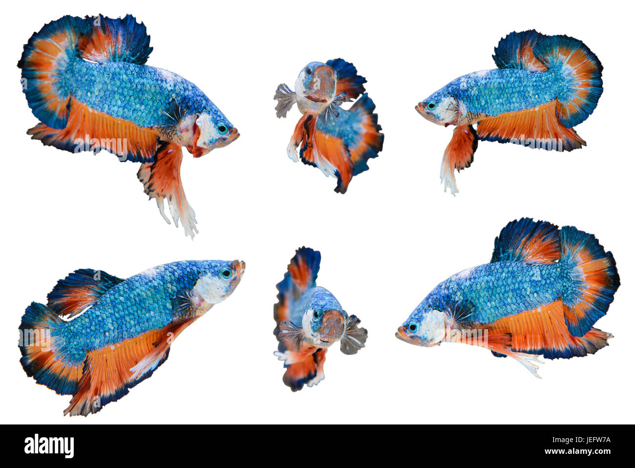 Multi color siamese fighting fish hi-res stock photography and images ...