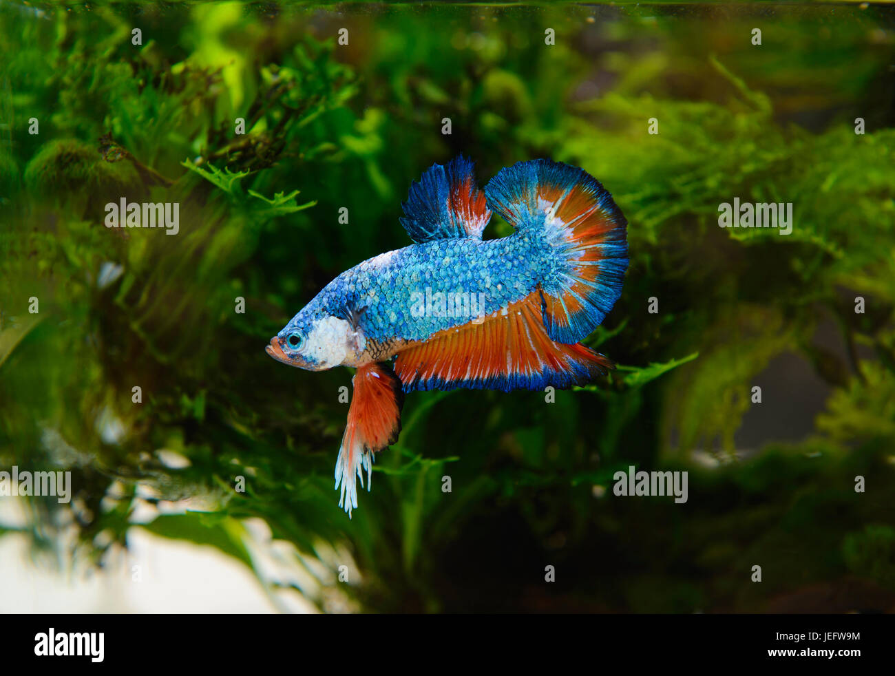 Red and blue fighting fish from Thailand Stock Photo - Alamy