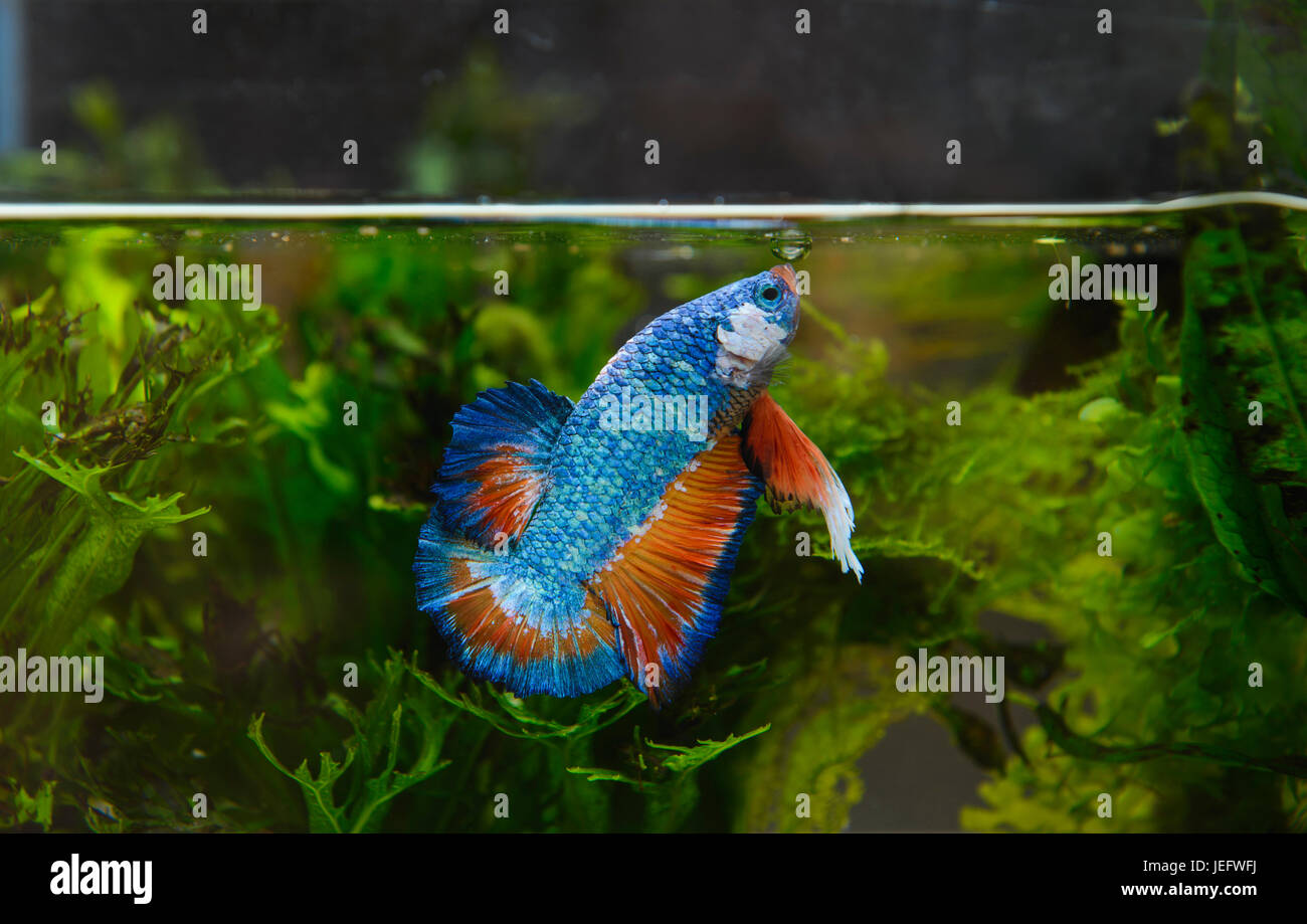 Red and blue fighting fish from Thailand Stock Photo - Alamy