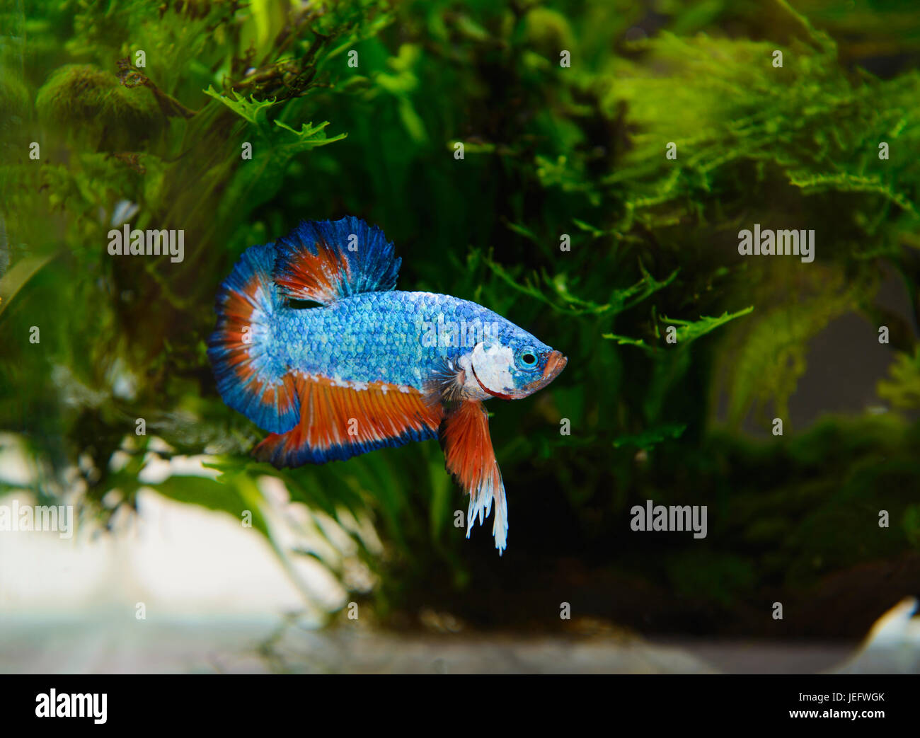 Red and blue fighting fish from Thailand Stock Photo - Alamy