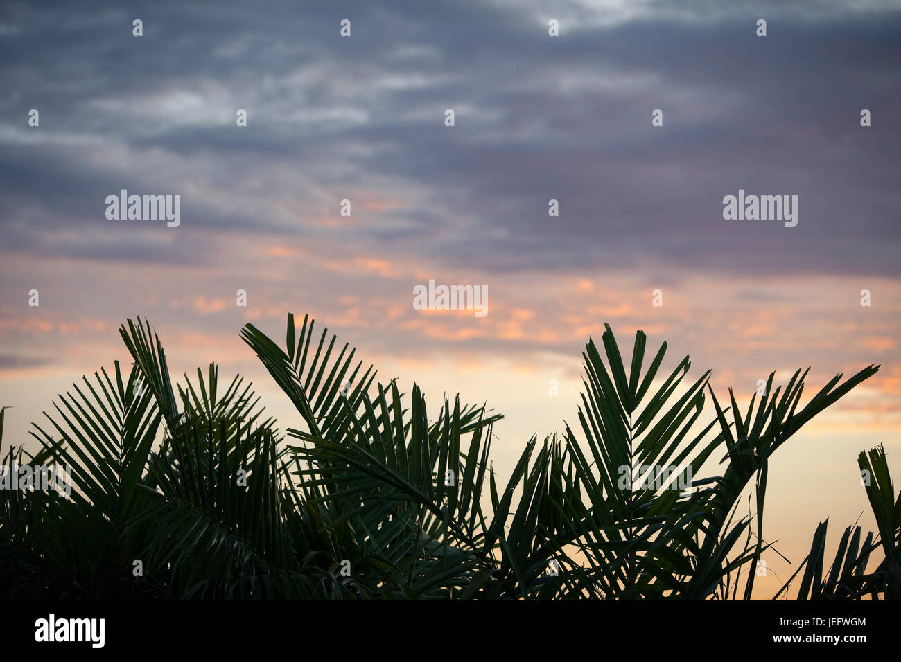 Early morning over the rainforest Stock Photo - Alamy