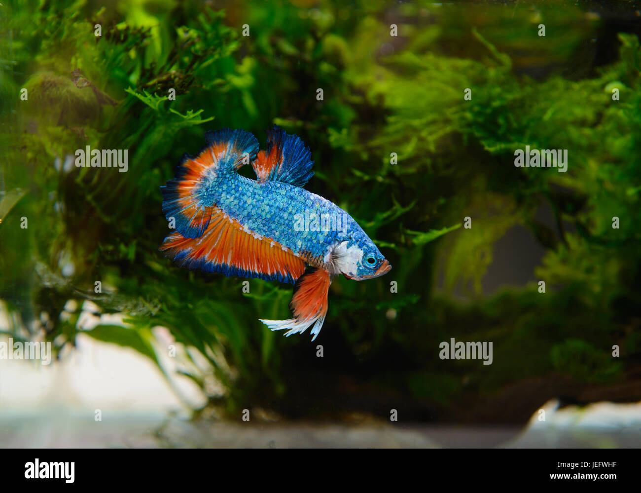 Red and blue fighting fish from Thailand Stock Photo - Alamy