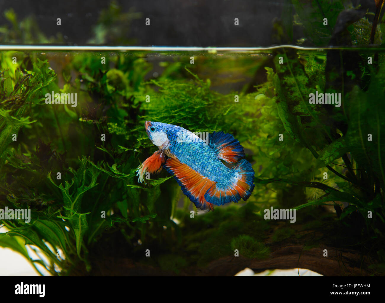 Red and blue fighting fish from Thailand Stock Photo - Alamy