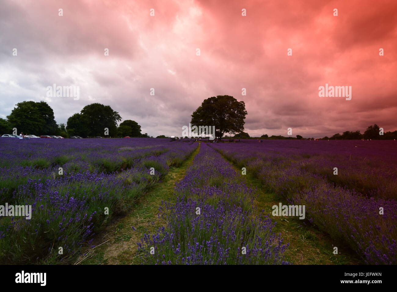 Lavender field banstead hi-res stock photography and images - Alamy