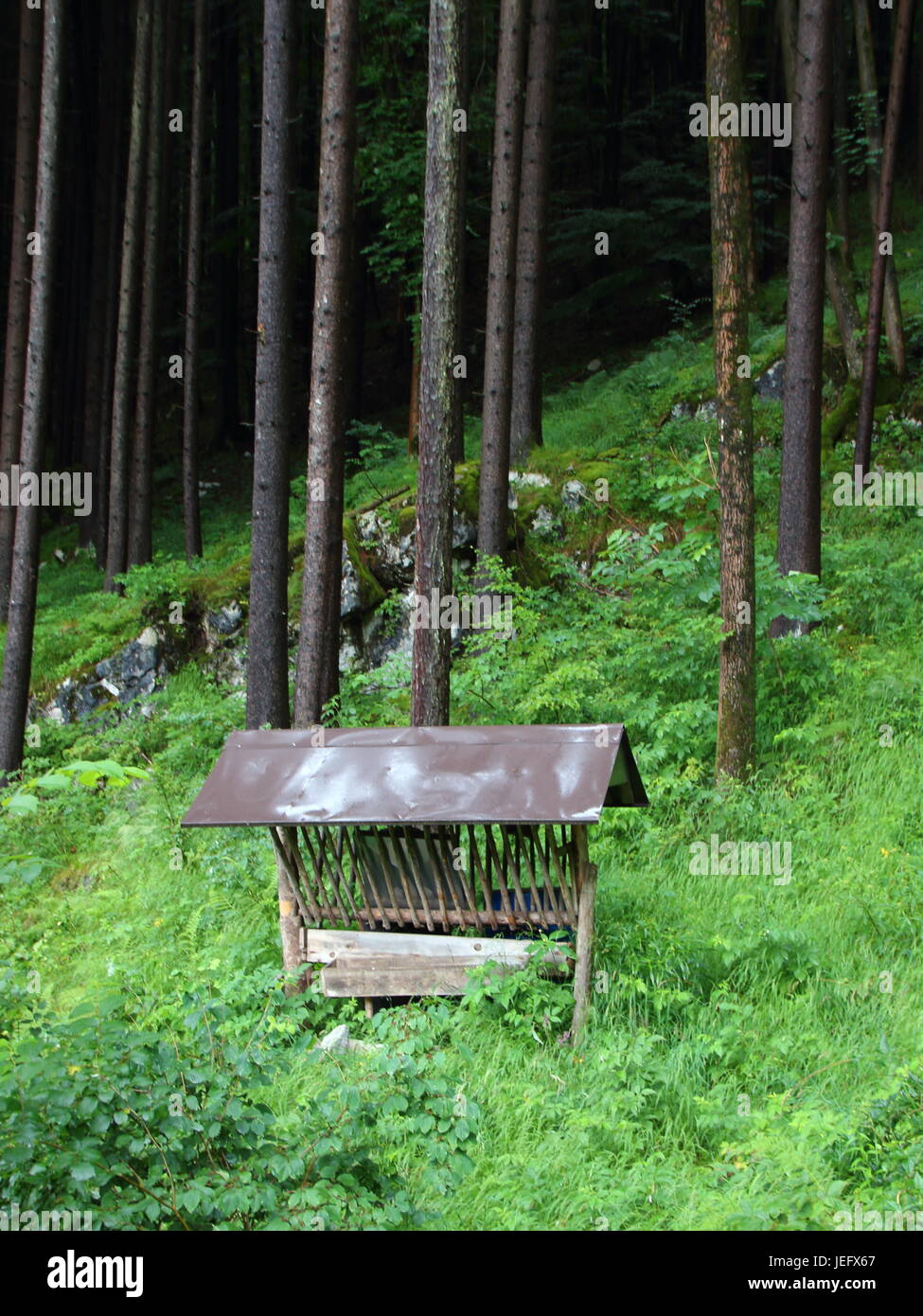 Empty Wildlife Forage Fodder Station in Mountain Forest Stock Photo - Alamy