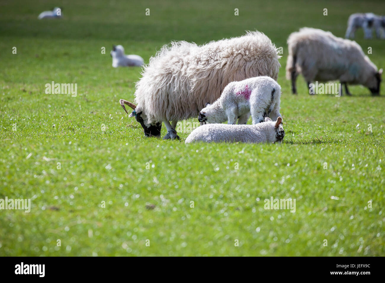 Lambs playing in field, Northumberland, England, UK, Europe Stock Photo ...