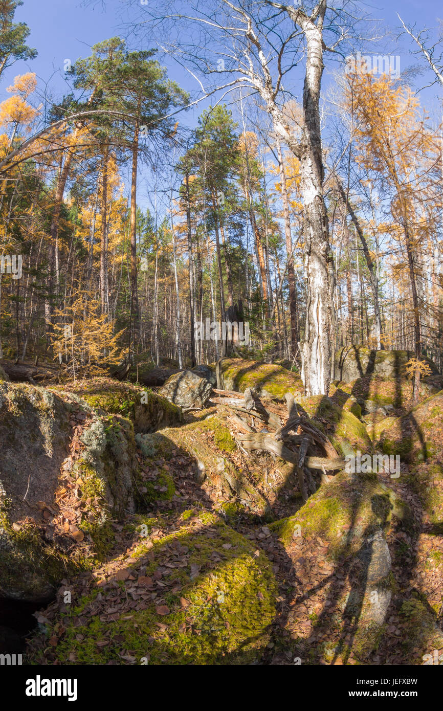 wilderness landscape forest with pine trees and moss on rocks Stock ...