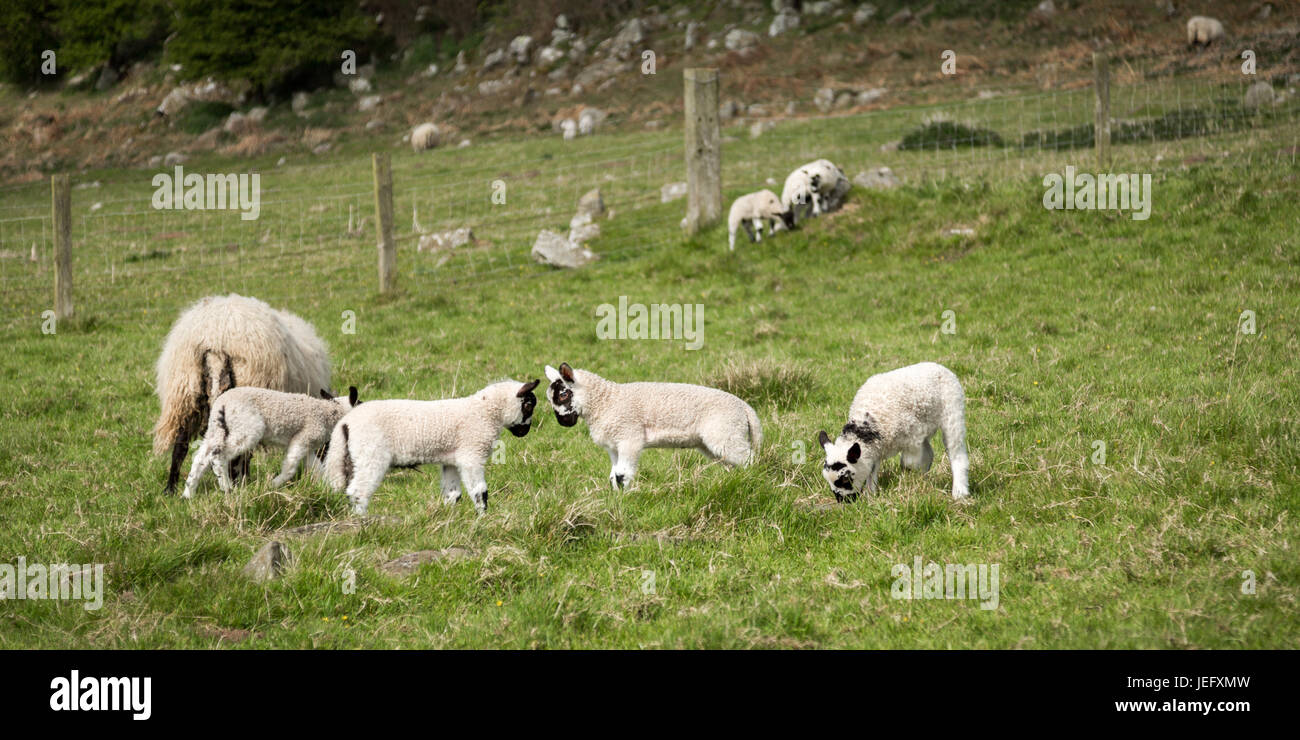 Lambs playing in field, Northumberland, England, UK, Europe Stock Photo ...