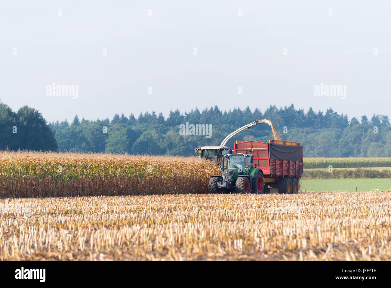 corn being harvested at the end of a long summer Stock Photo - Alamy