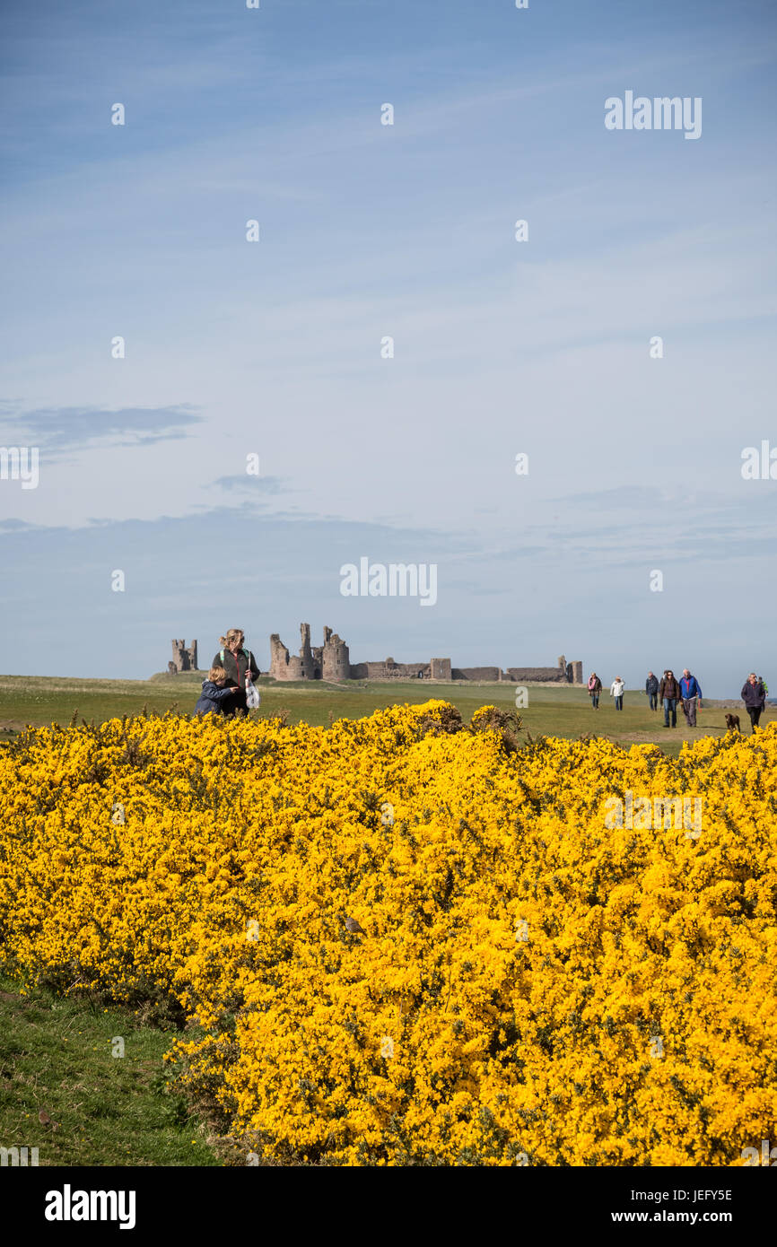 Dunstanburgh Castle, Northumberland, England, UK, Europe Stock Photo ...