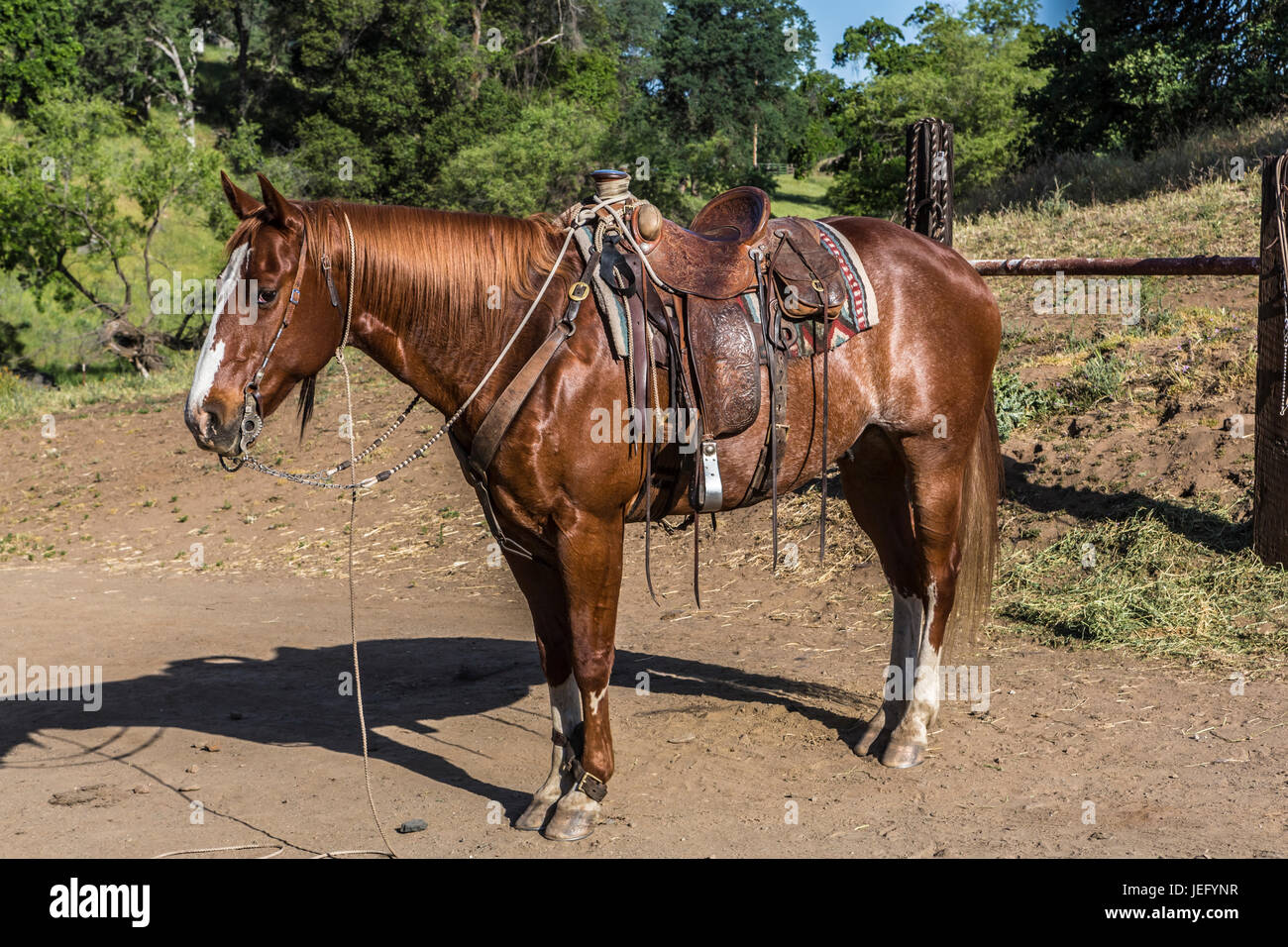 western horse hobbled in field on ranch Stock Photo - Alamy