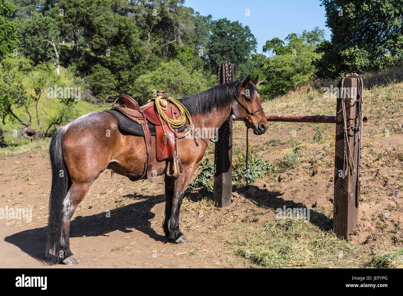 Hobbled horse hi-res stock photography and images - Alamy