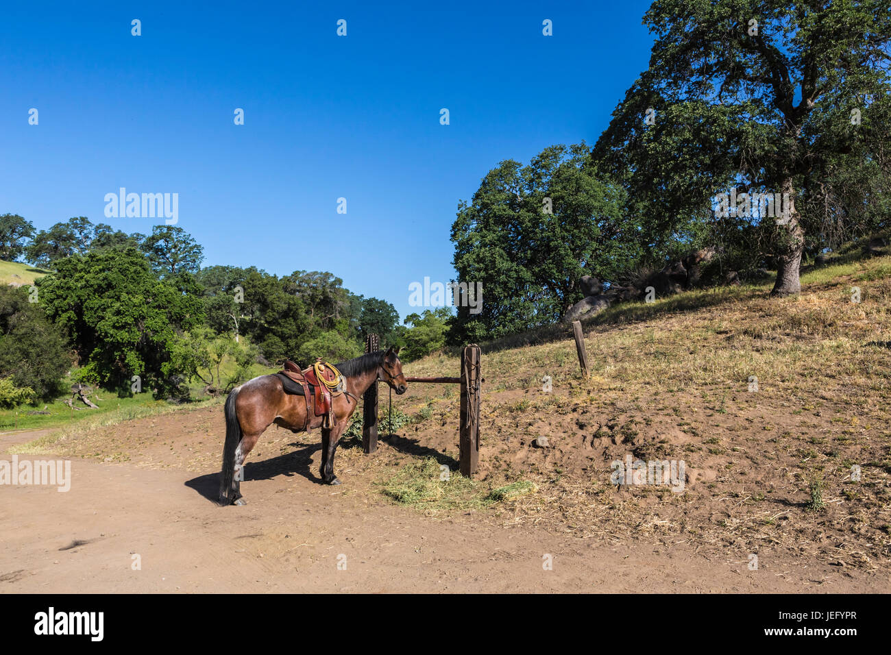 Hobbled horse hi-res stock photography and images - Alamy