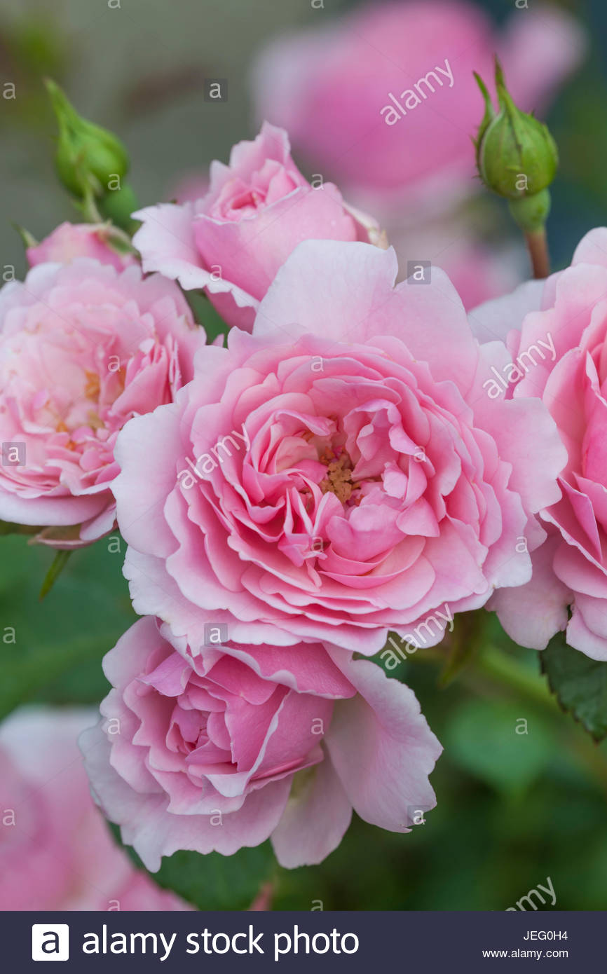 Rosa Rose Heritage Stock Photos & Rosa Rose Heritage Stock Images - Alamy