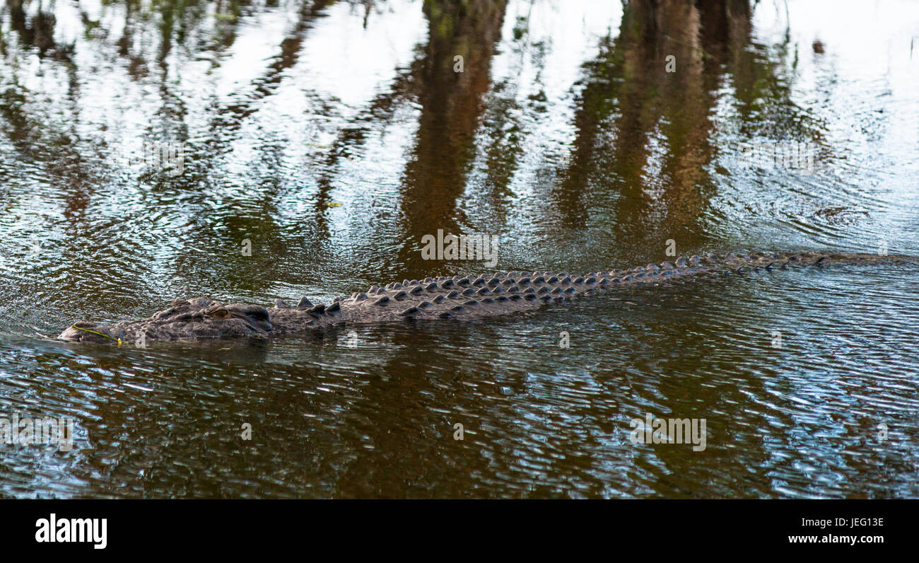 Crocodile side view hi-res stock photography and images - Alamy