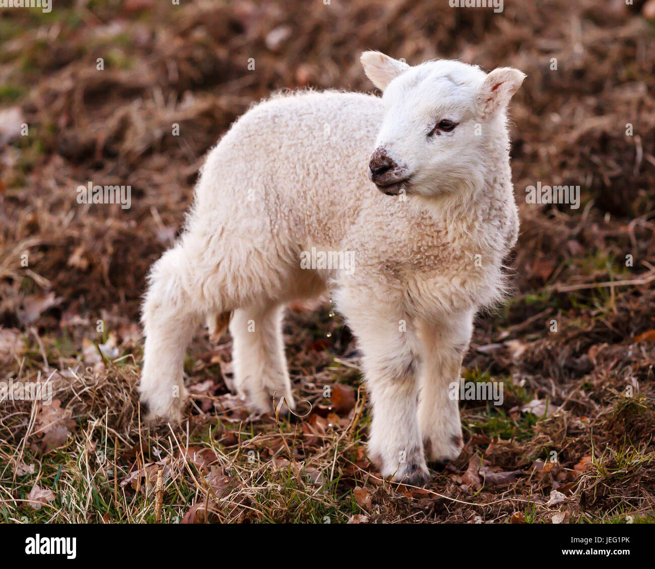 English Lamb Urinating. A young lamb urinates beside Ullswater, Cumbria ...
