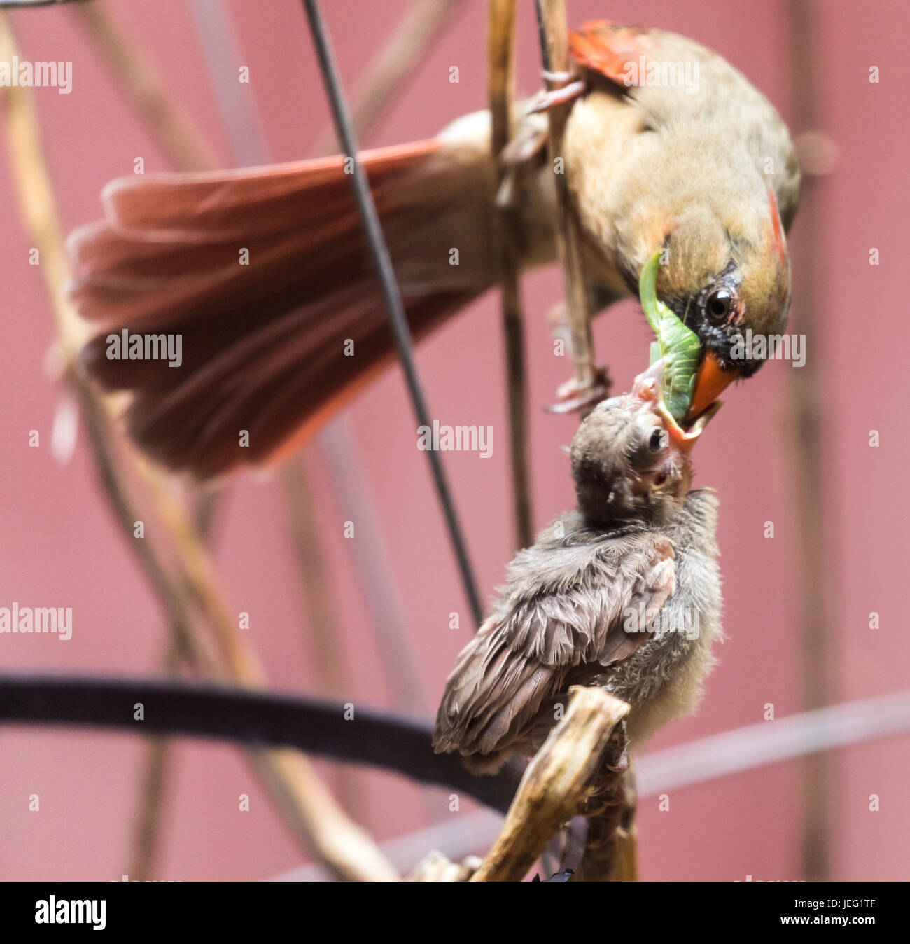 Baby grasshopper hi-res stock photography and images - Alamy