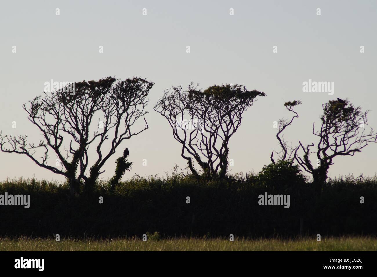 Silhouetted Stunted Twisted Trees along a Field Boundary. Exmouth ...