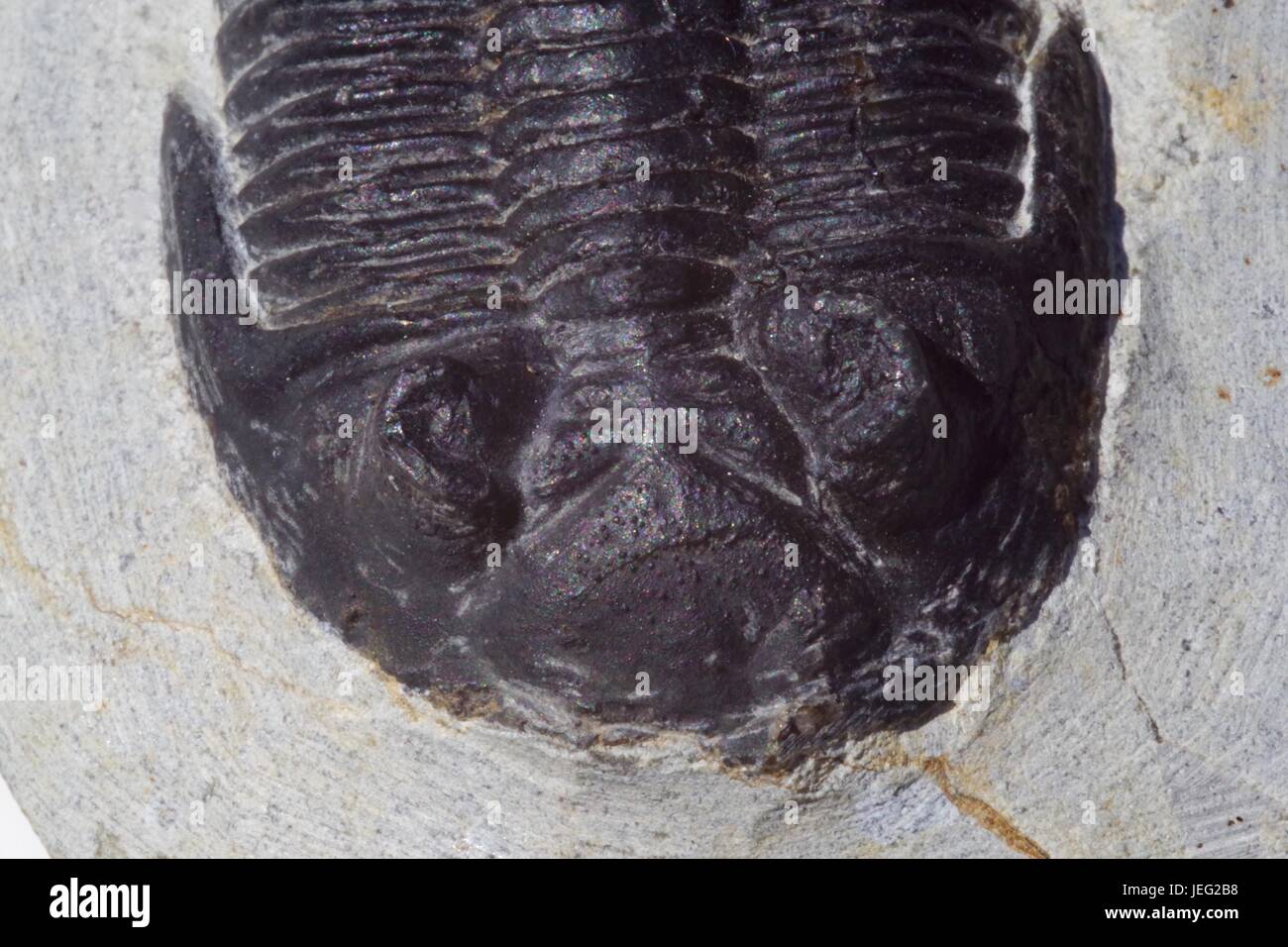 Geology trilobite fossil arthropoda hi-res stock photography and images ...