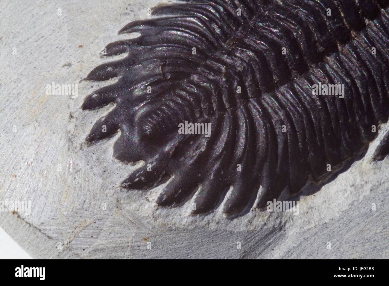 Macro Photo of Trilobite Arthropod Fossil. Pygidium tail section ...