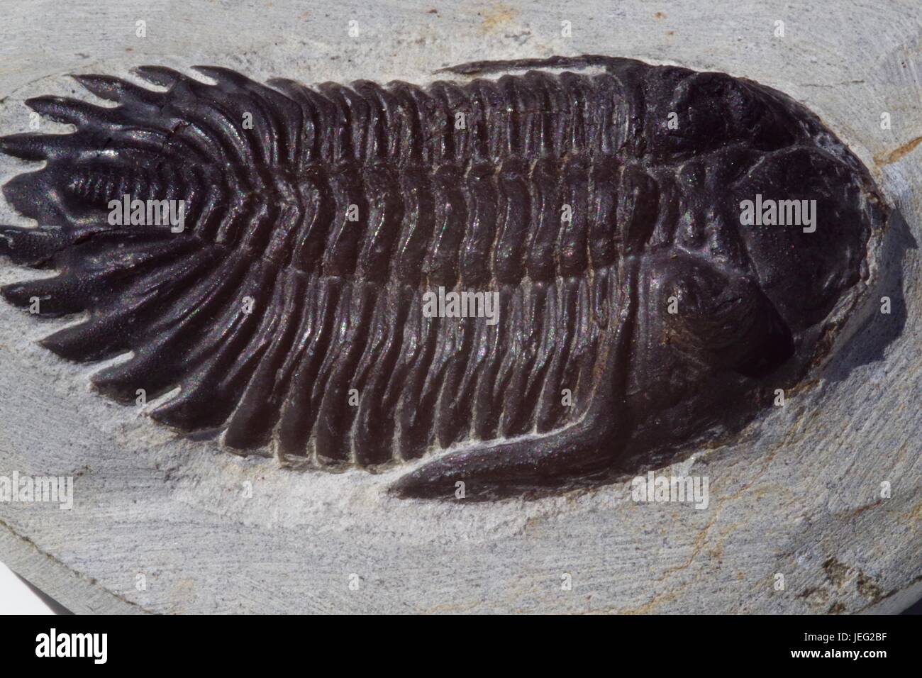 Geology trilobite fossil arthropoda hi-res stock photography and images ...