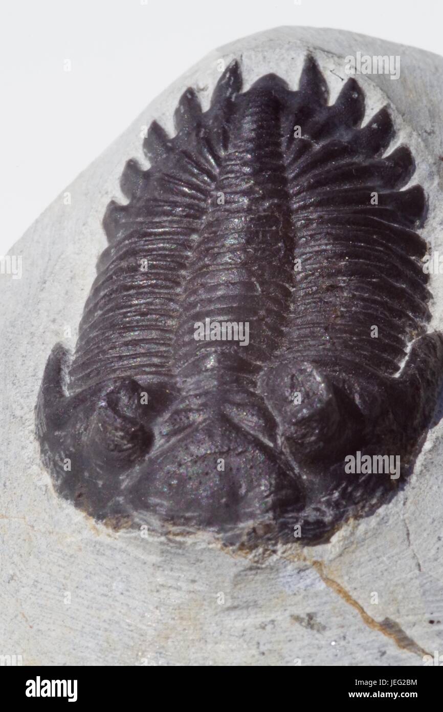 Trilobite fossil species hi-res stock photography and images - Alamy