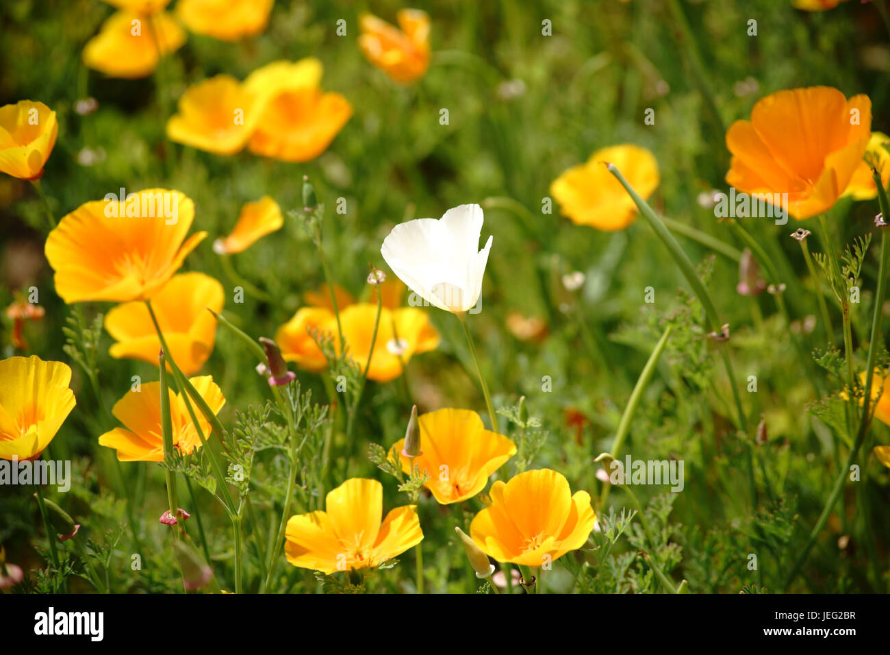 White california poppies eschscholzia hi-res stock photography and ...