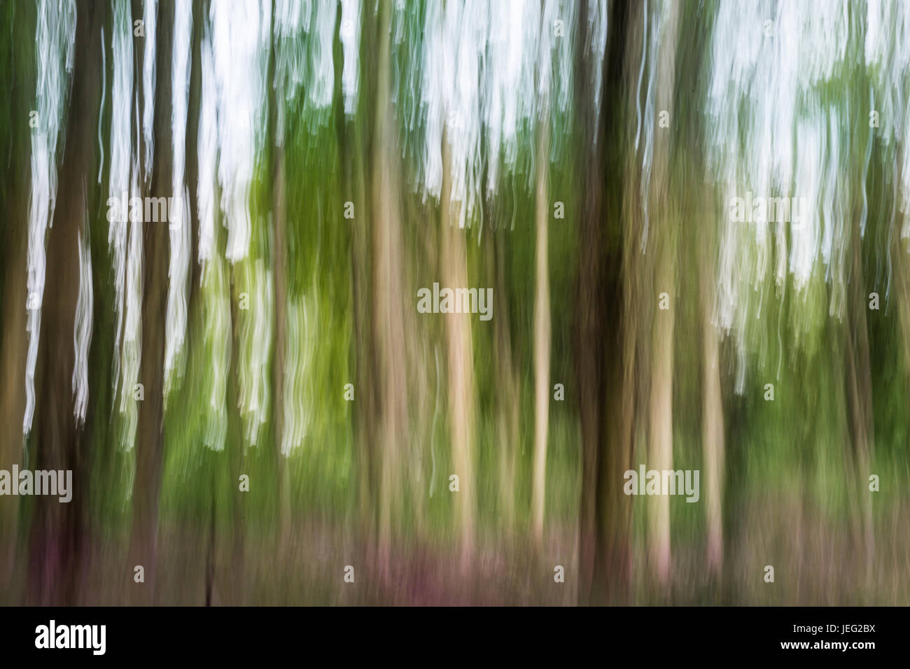 spring forest, abstract motion blur of trees Stock Photo - Alamy