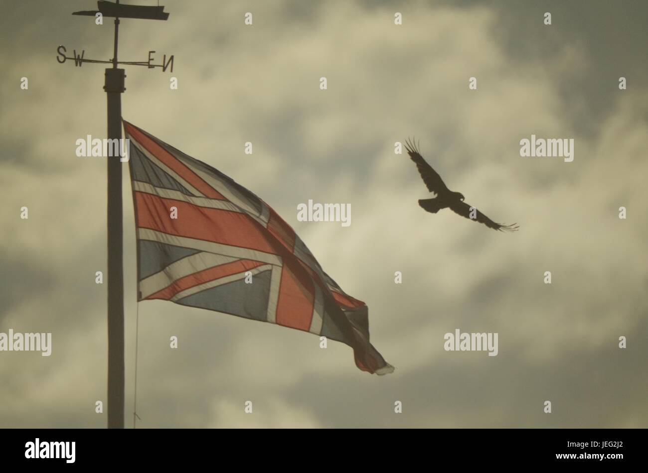 Union Jack Flag at Topsham with a Buzzard Silhouetted in Flight, Devon ...