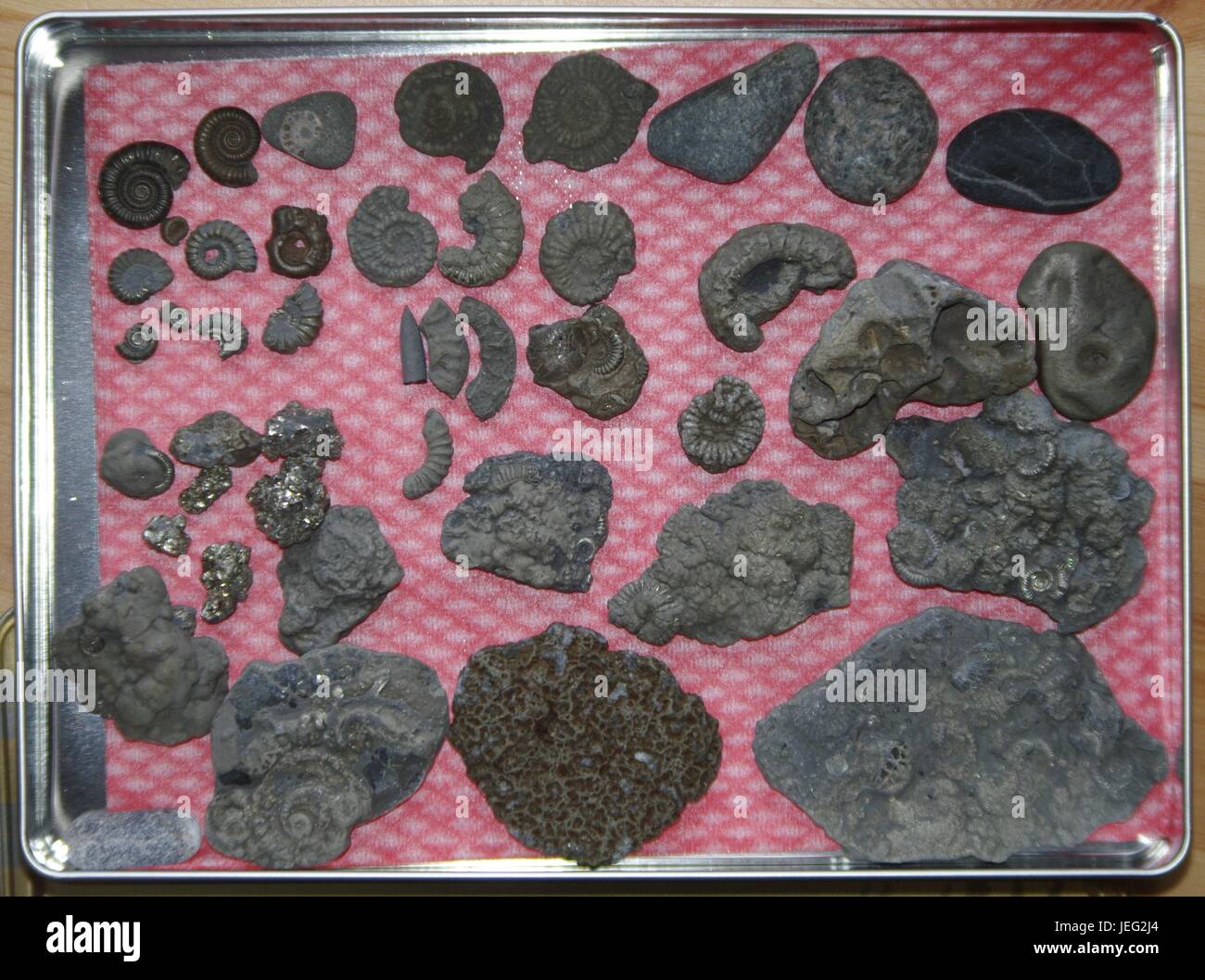 Tray of Pyritaised Fossil Samples, Ammonites & Belemnites, Collected ...