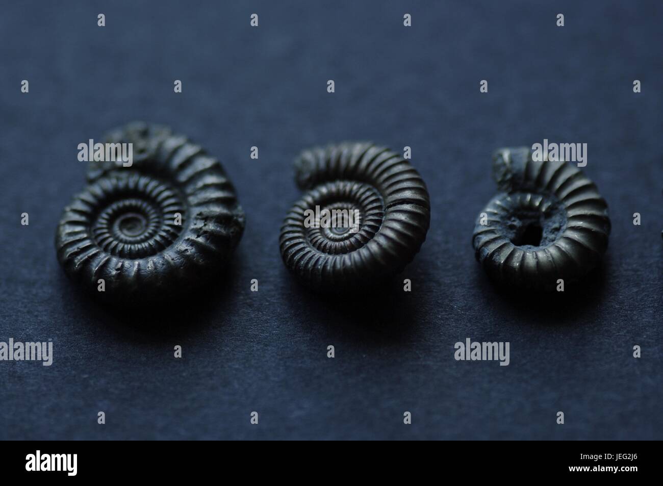 Three Pyrite Tropidoceras Ammonite Fossils from Charmouth Beach, Devon ...