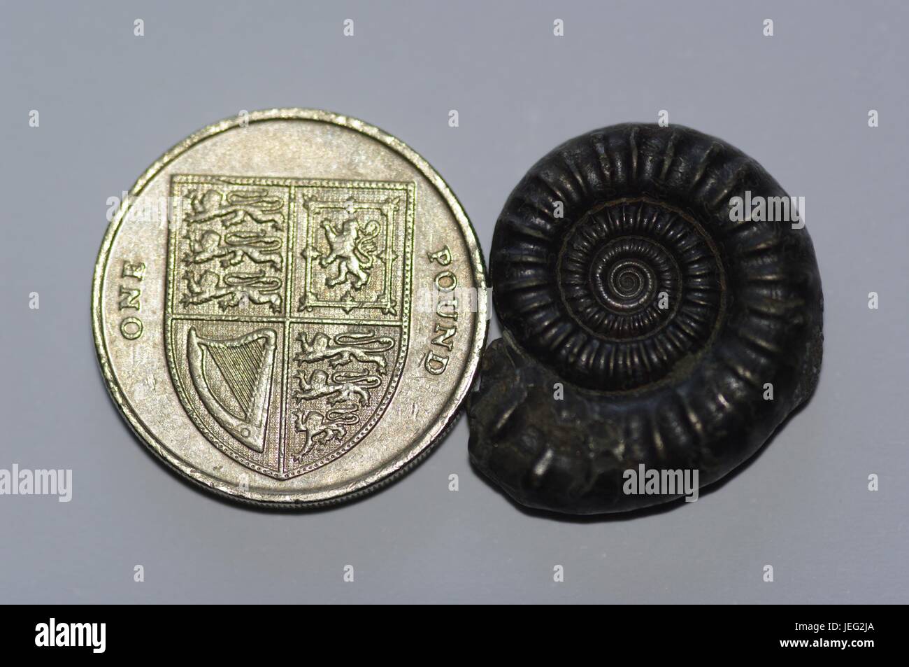 Pyrite Tropidoceras Ammonite Fossil with Pound Coin for Scale. Fossil ...