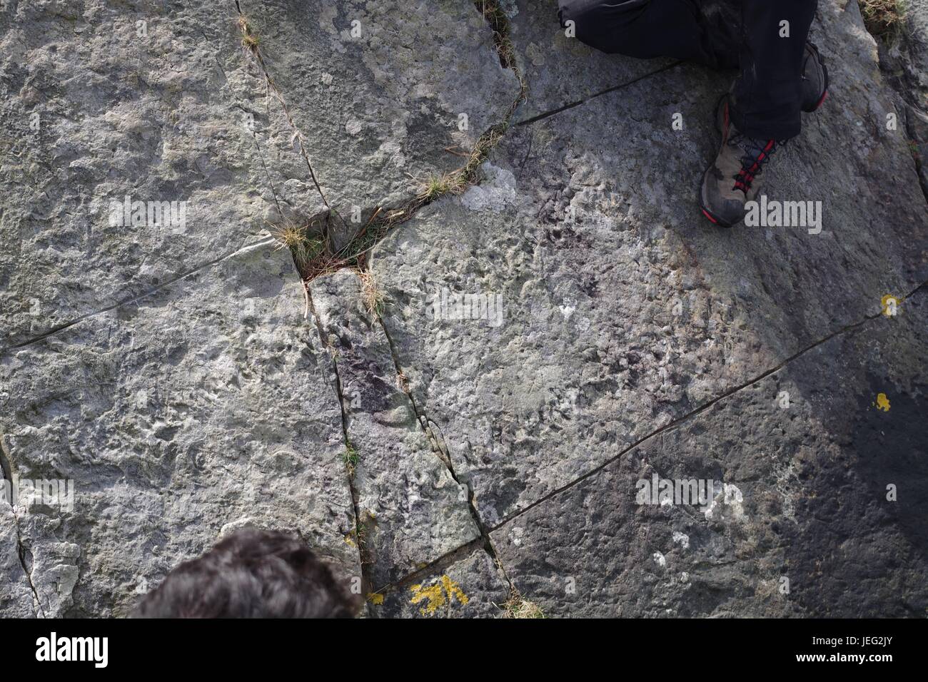 Arthropleura Trace Fossil. Giant Extinct Millipede Tracks of the Late ...