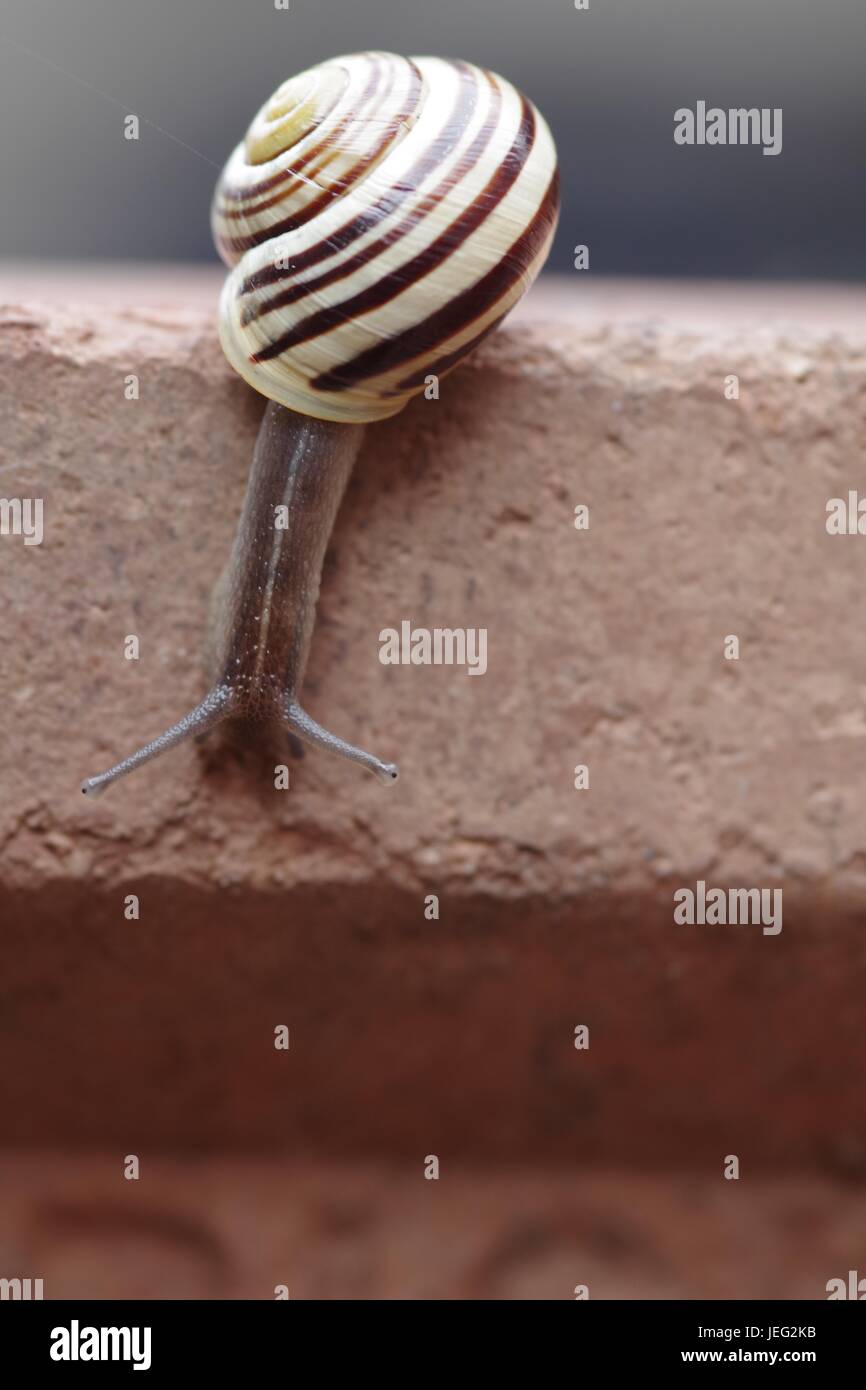June garden snail hi-res stock photography and images - Alamy